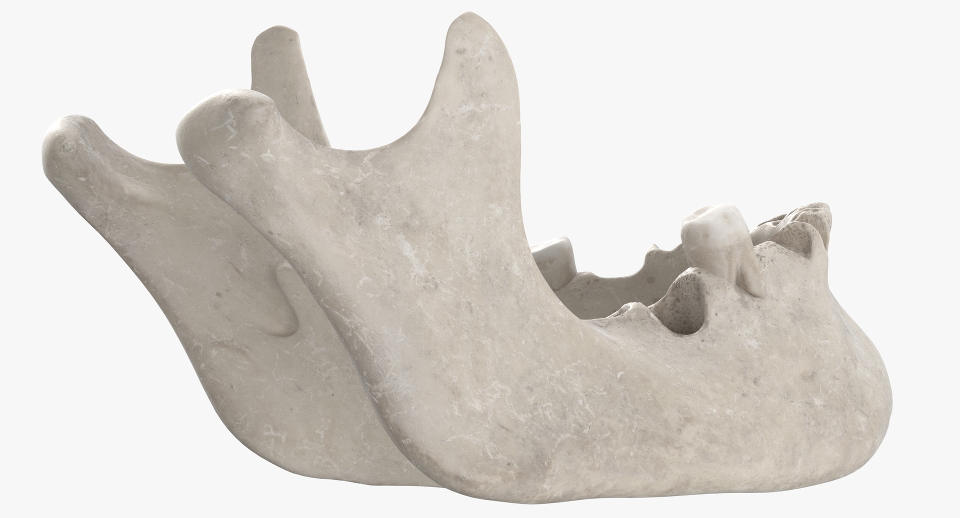 Human jawbone mandible 02 3D model - TurboSquid 1547302