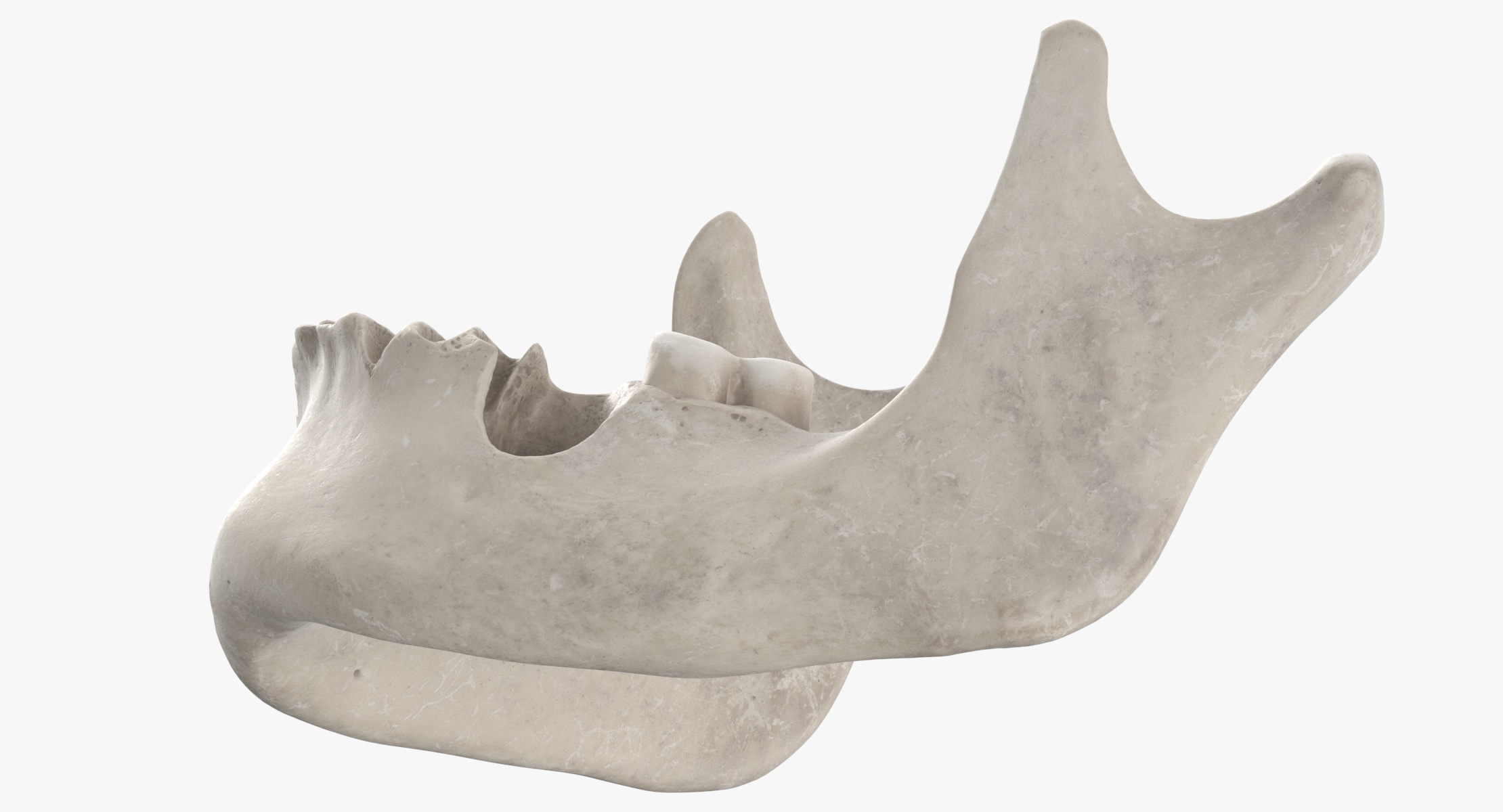 Mandíbula Mandíbula Humana Real 02 Branca Modelo 3D - TurboSquid 1547302