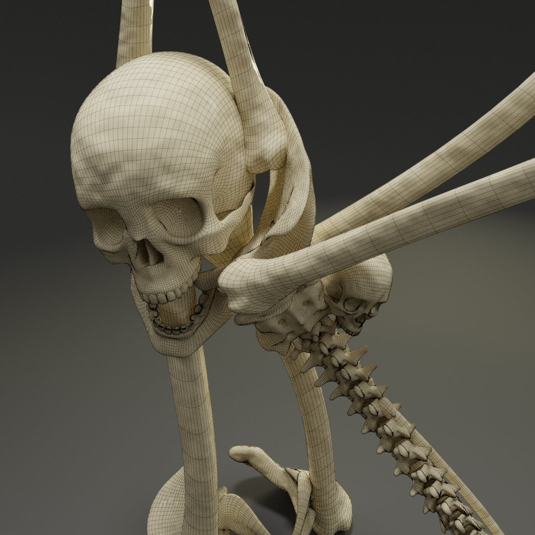 Knochen K 3D-Modell - TurboSquid 1547533