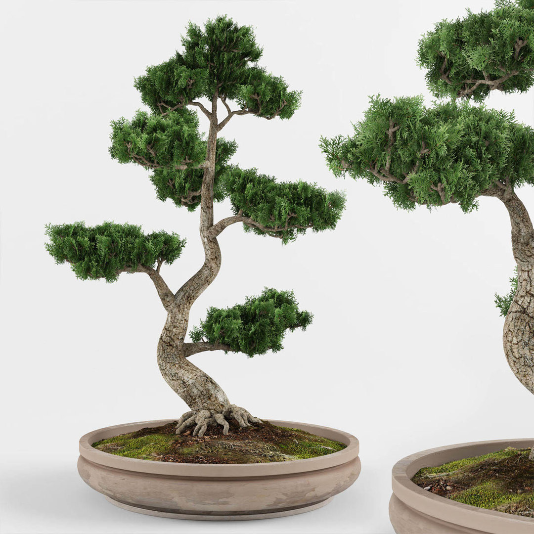 Bonsai decorative tree 3D model - TurboSquid 1547729