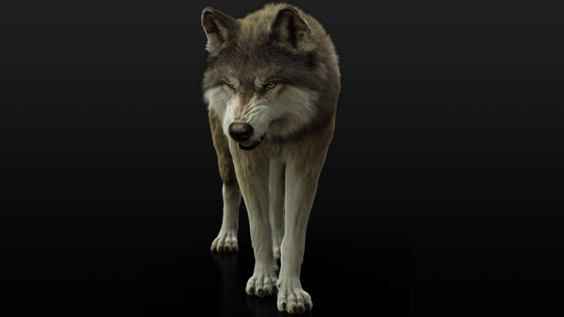 3D model wolf xgen rigged - TurboSquid 1548295