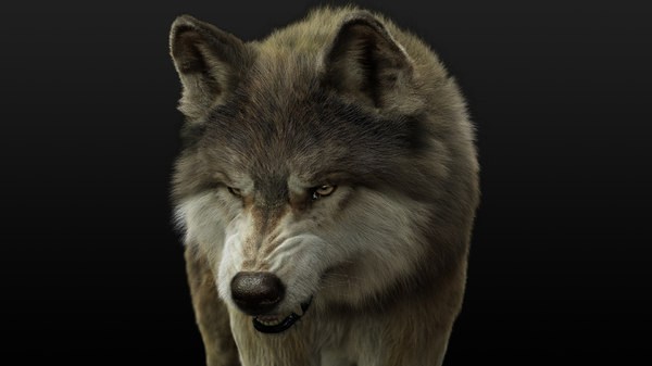 modelo 3d Wolf RIG XGEN - TurboSquid 1548295
