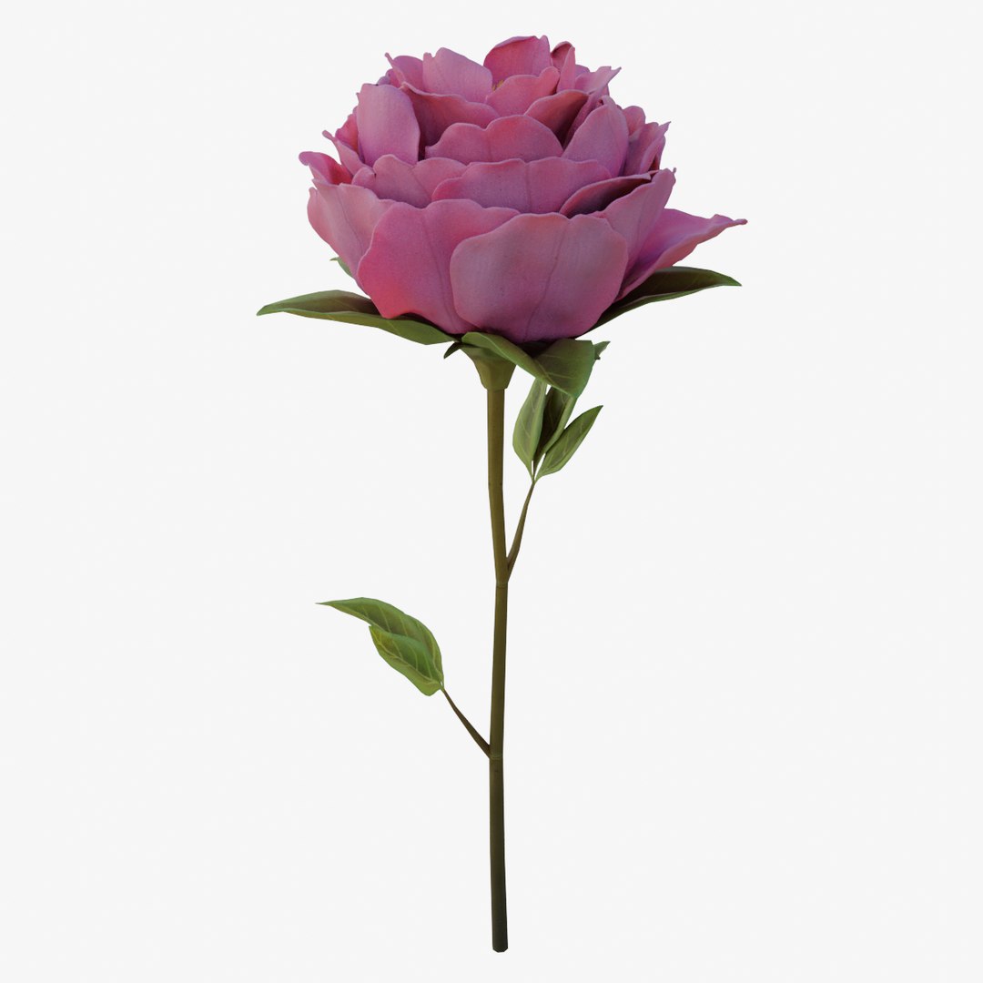 Peony pink flower 3D model - TurboSquid 1549503