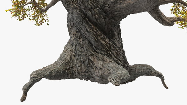 Old twisted oak tree 3D model - TurboSquid 1549631