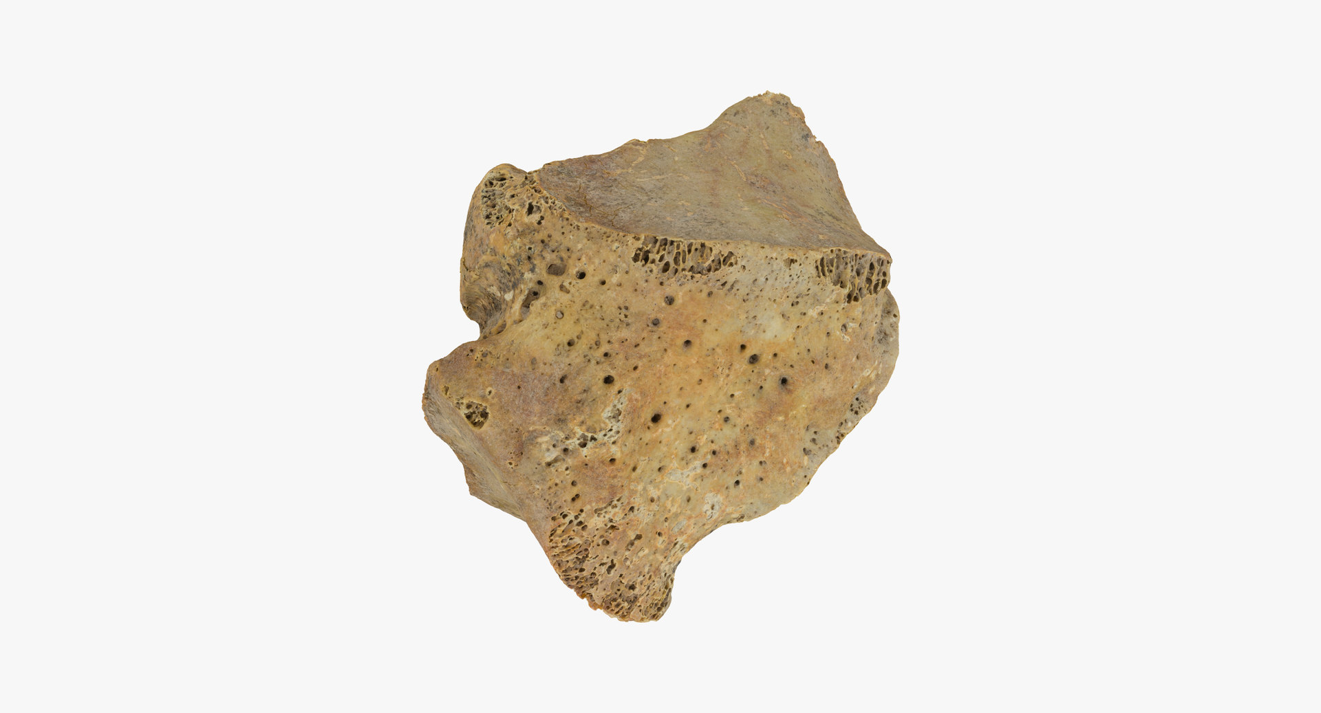 Cuboid bone 01 raw model - TurboSquid 1550264