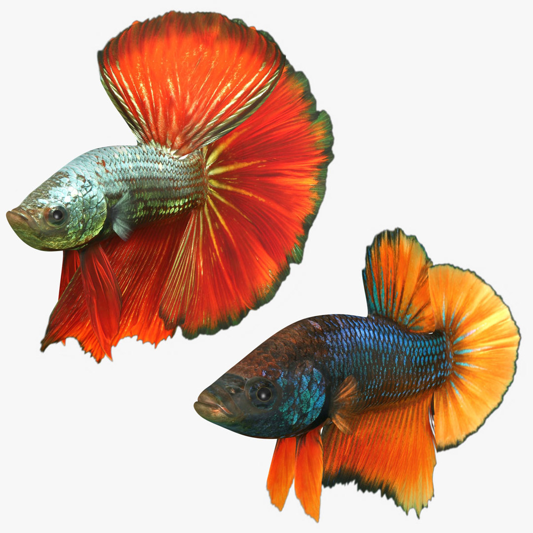 3D model betta set animation - TurboSquid 1550312