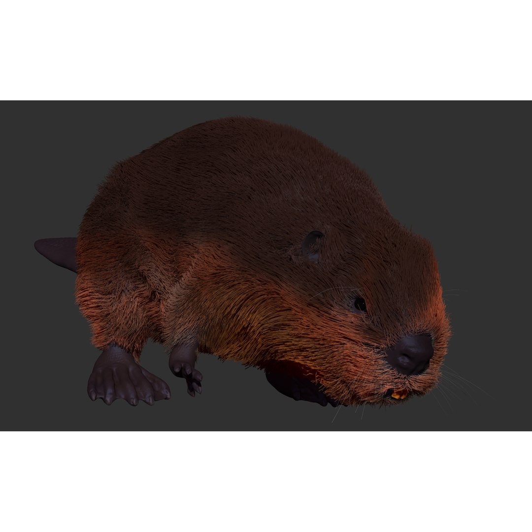 Beaver 3D - TurboSquid 1550722