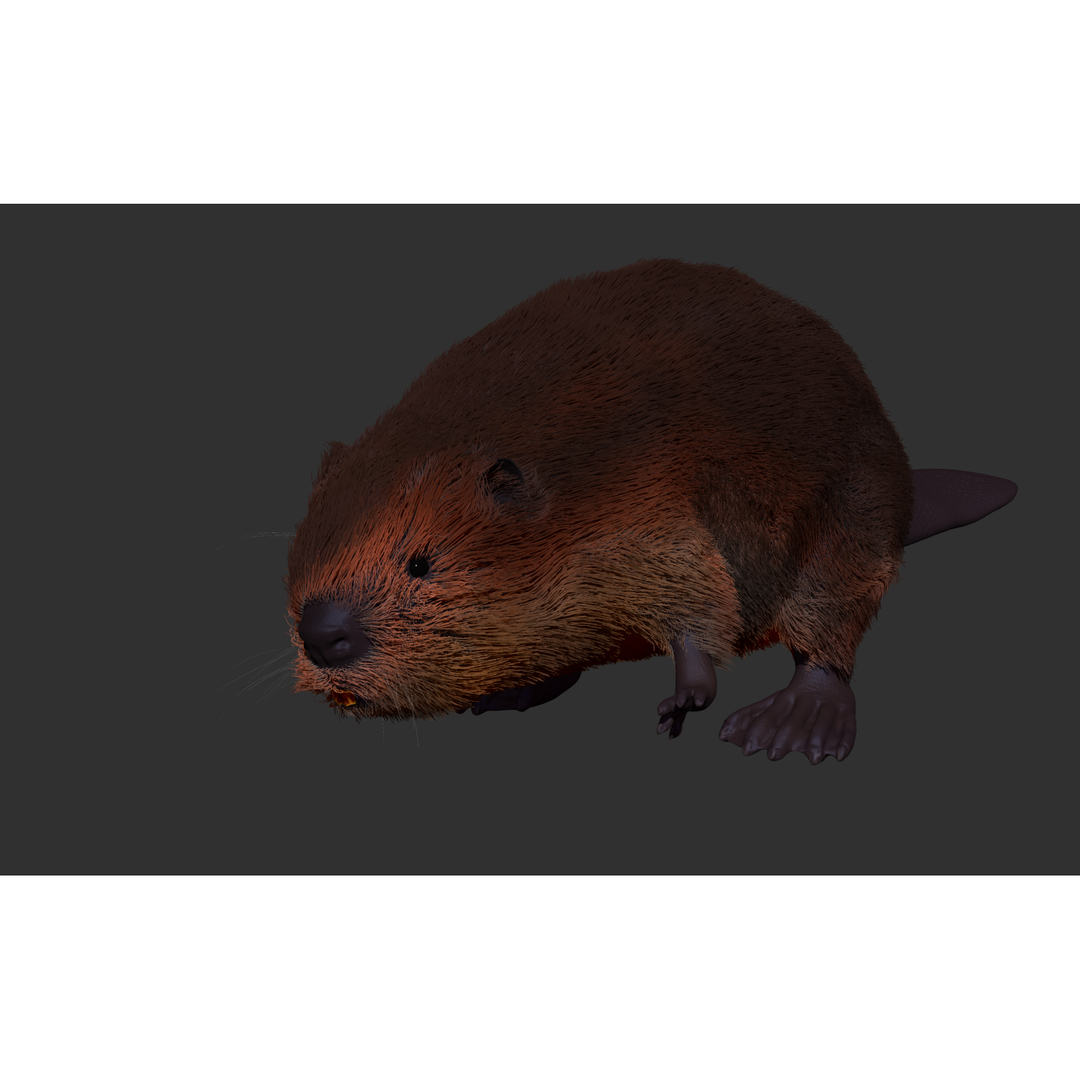 Beaver 3D - TurboSquid 1550722