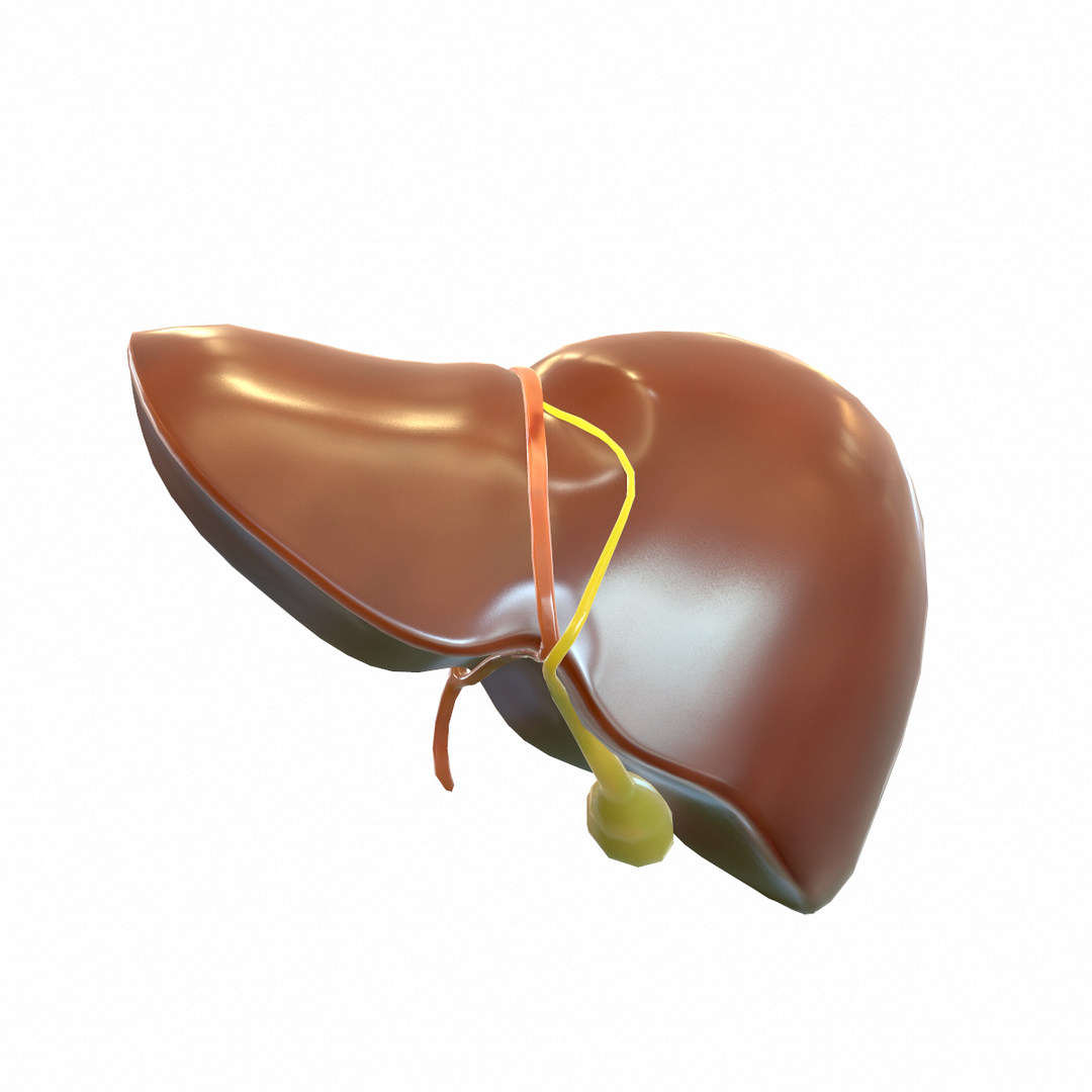 Menschliche Leber 3D-Modell - TurboSquid 1550719