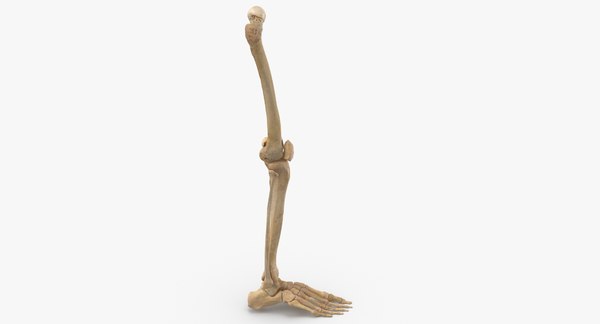 3D model human leg bones anatomy - TurboSquid 1550739