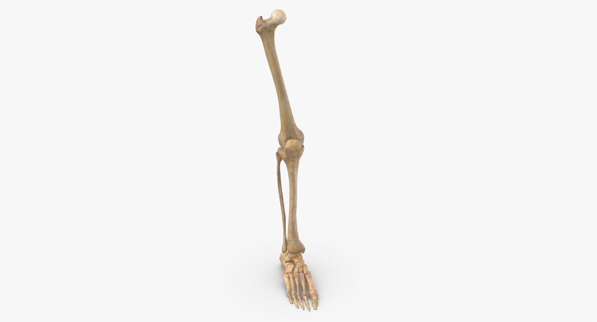 Echte menschliche Beinknochen Anatomie 01 3D-Modell - TurboSquid 1550739