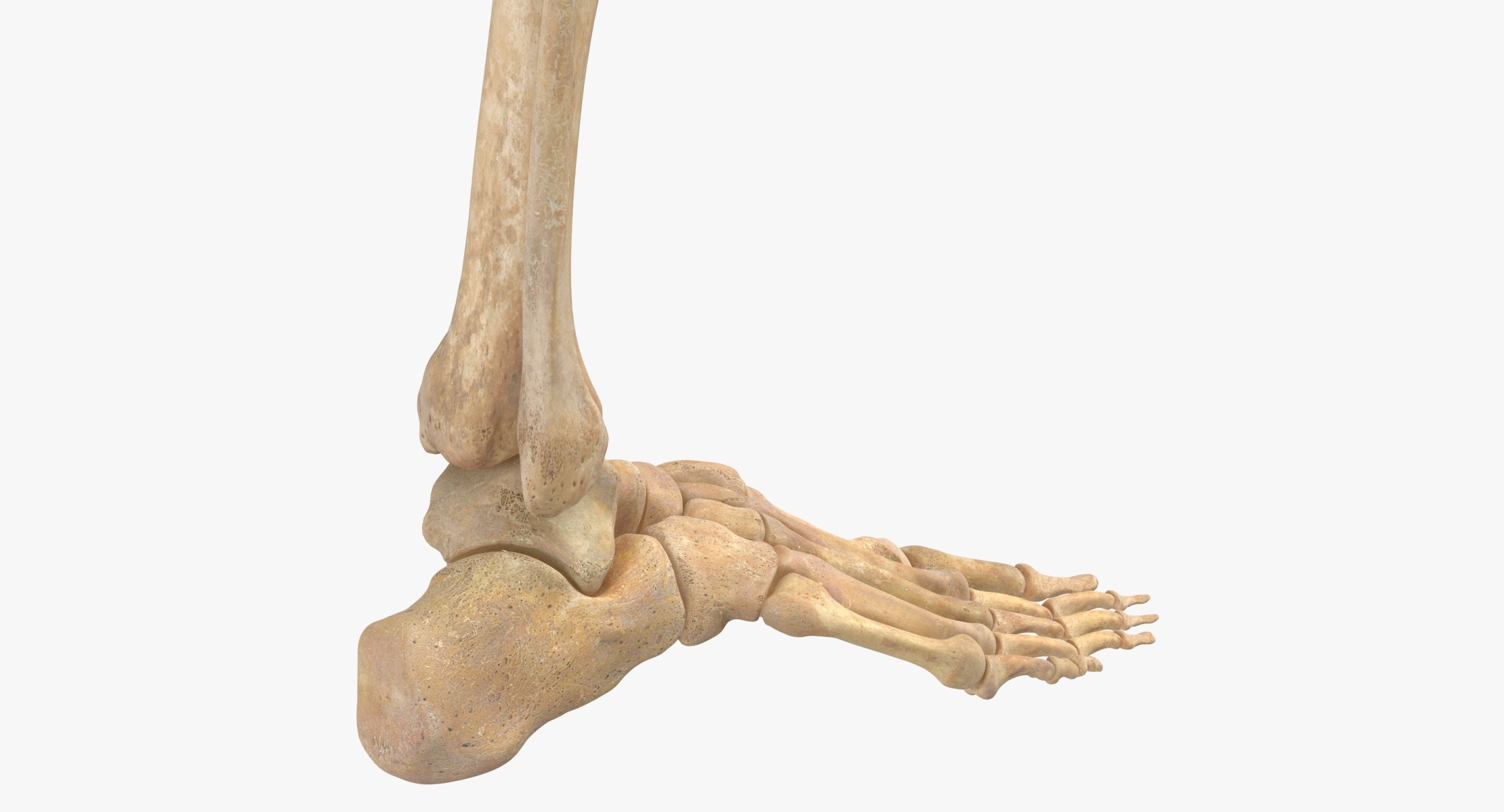 3D model human leg bones anatomy - TurboSquid 1550739