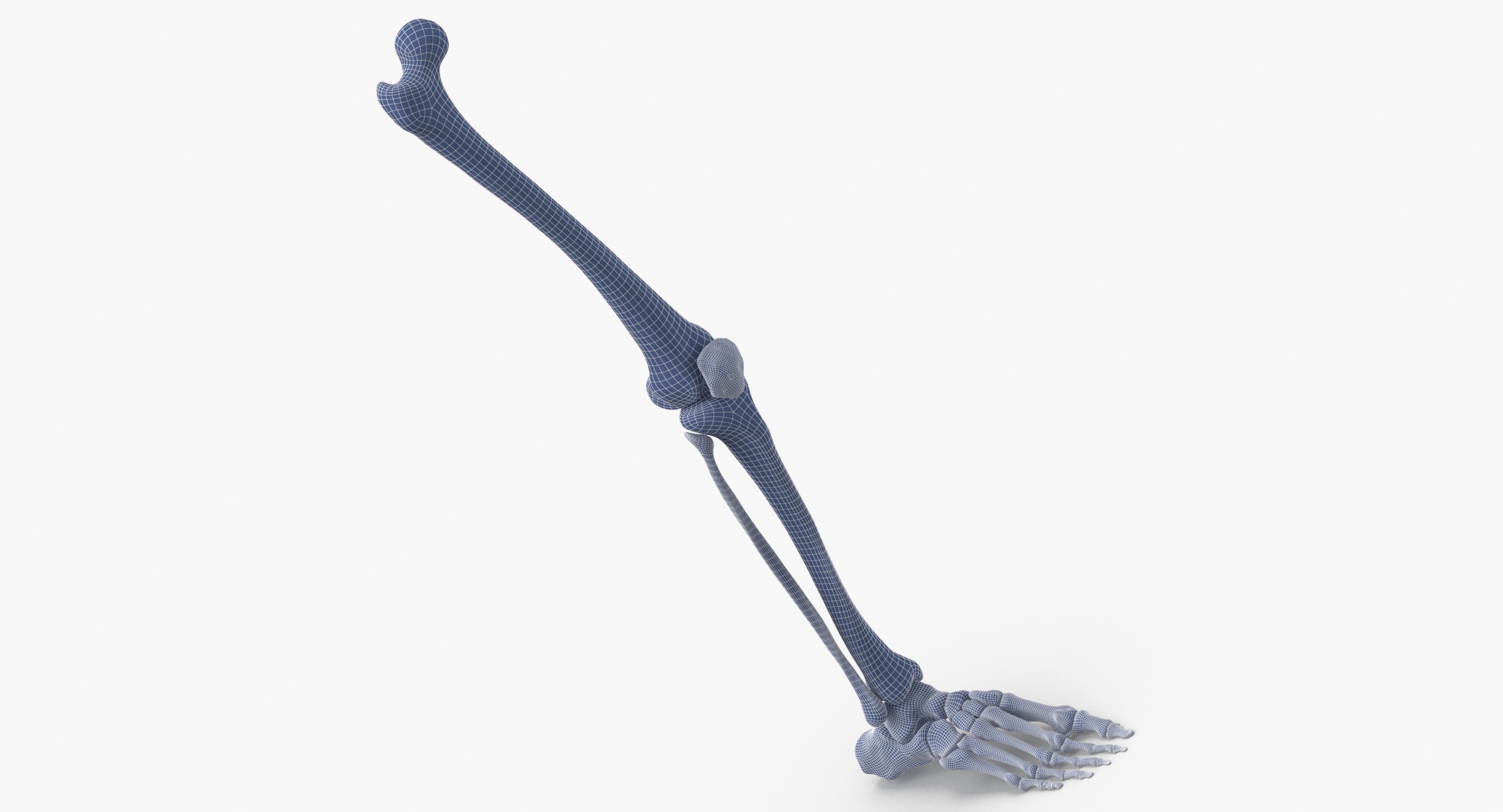 3D model human leg bones anatomy - TurboSquid 1550739