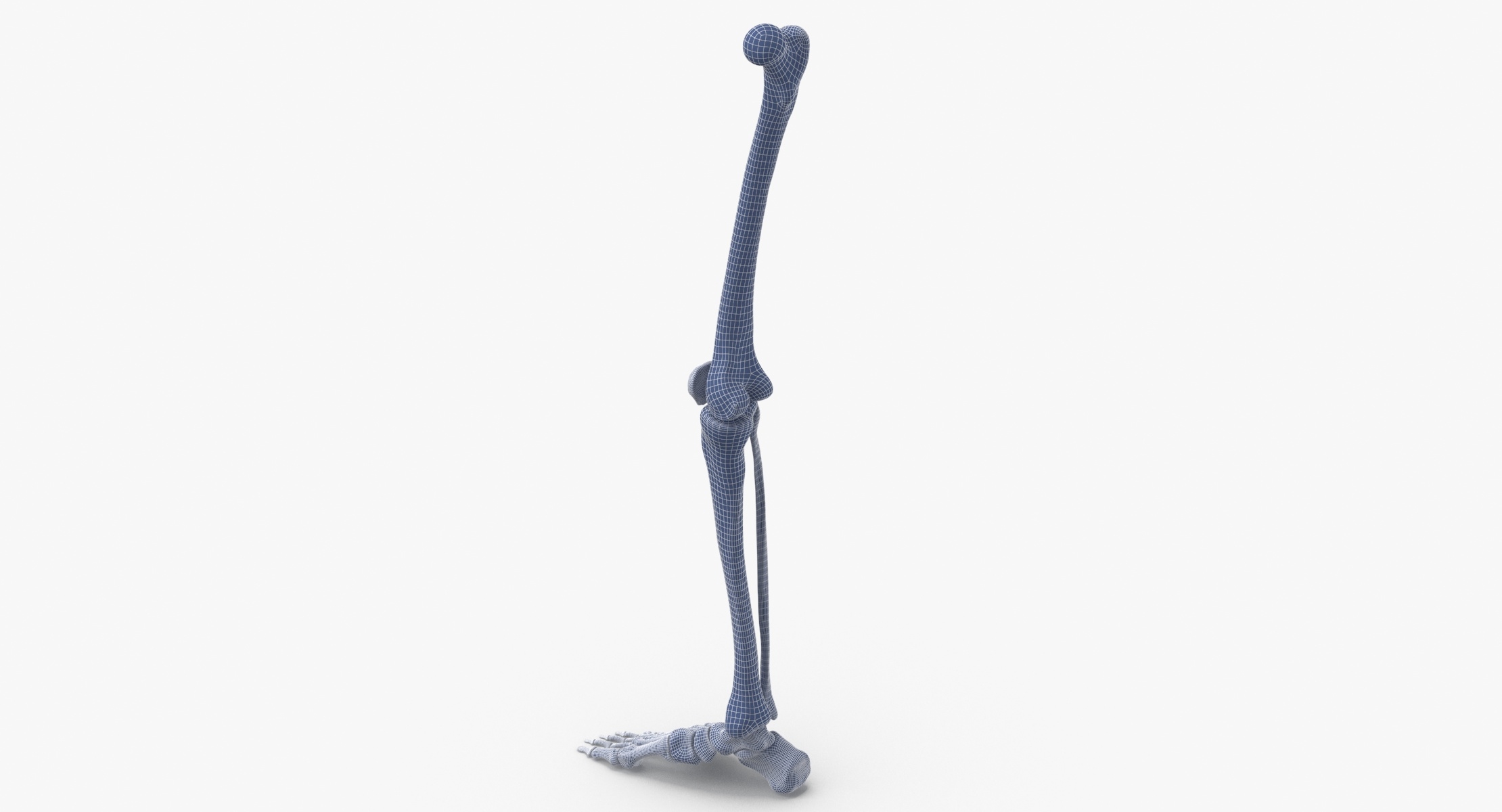 3D model human leg bones anatomy - TurboSquid 1550739