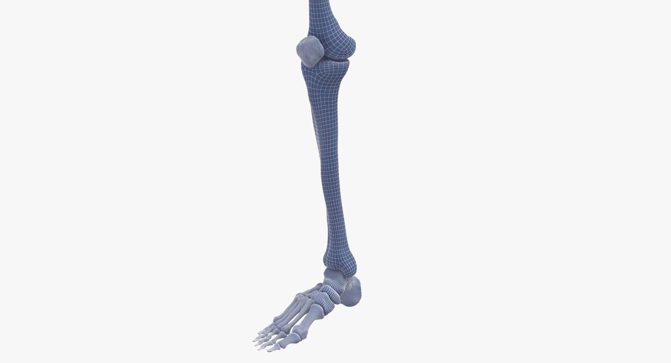 3D model human leg bones anatomy - TurboSquid 1550739