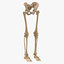 3d model male skeleton