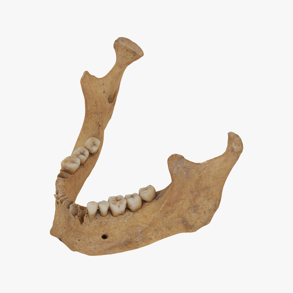 Real Human Jawbone Mandibula 01 RAW SCAN 3D-Modell - TurboSquid 1550984