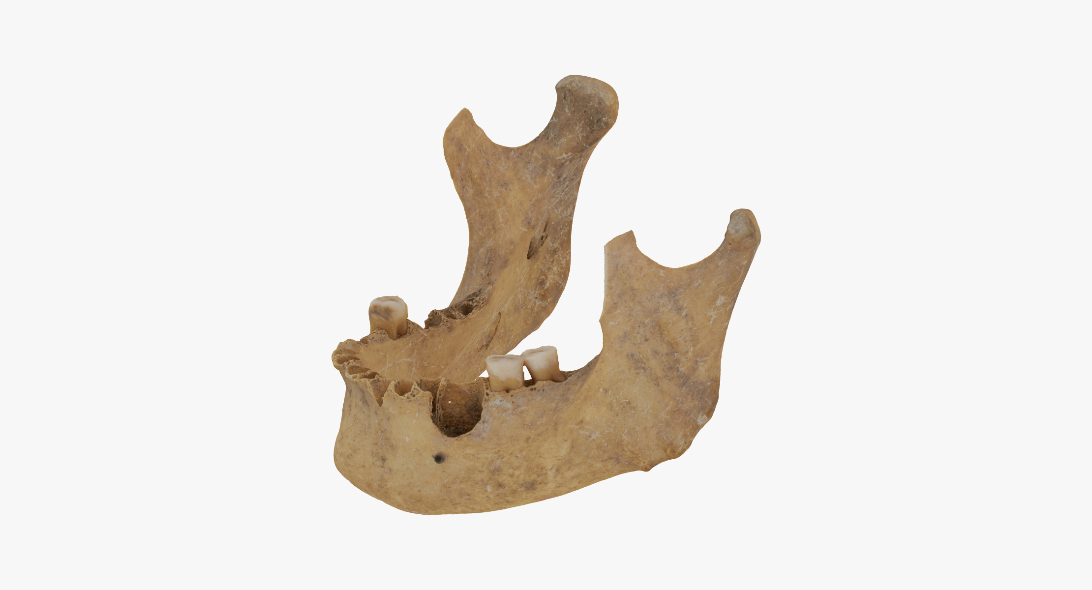 Real Human Jawbone Mandible 02 RAW SCAN 3D-Modell - TurboSquid 1550982