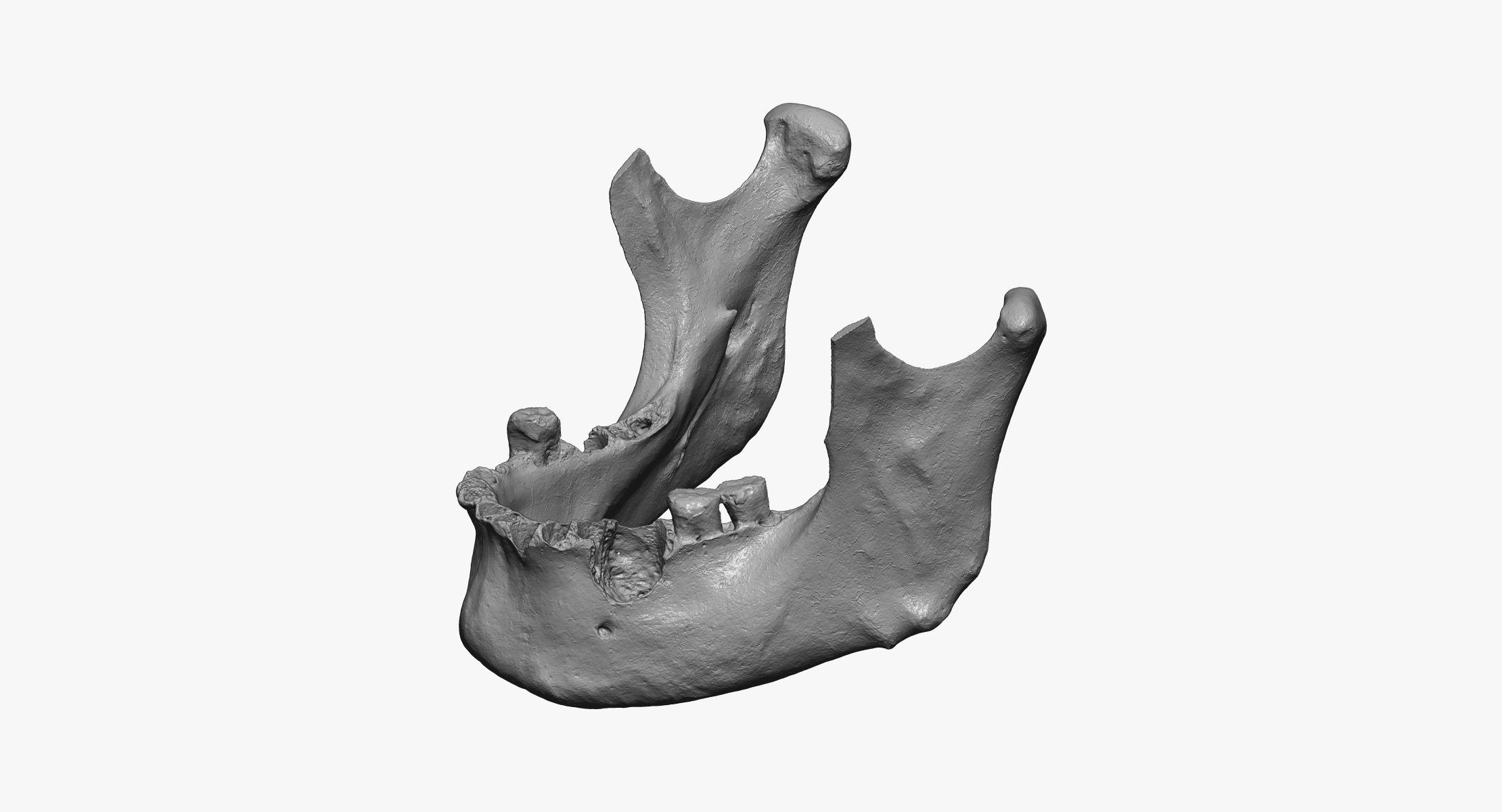 Real Human Jawbone Mandible 02 RAW SCAN 3D-Modell - TurboSquid 1550982