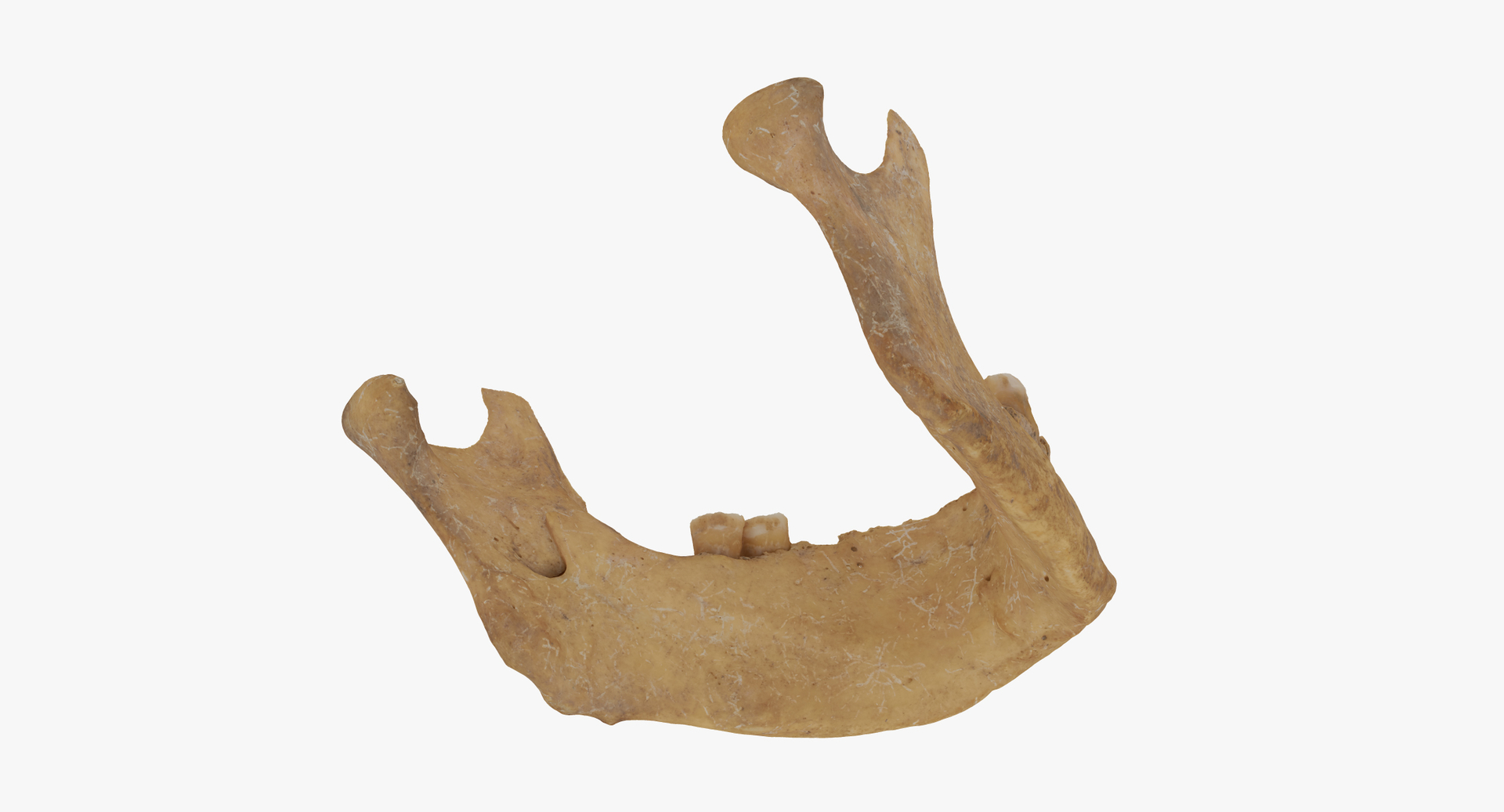Real Human Jawbone Mandible 02 RAW SCAN 3D-Modell - TurboSquid 1550982