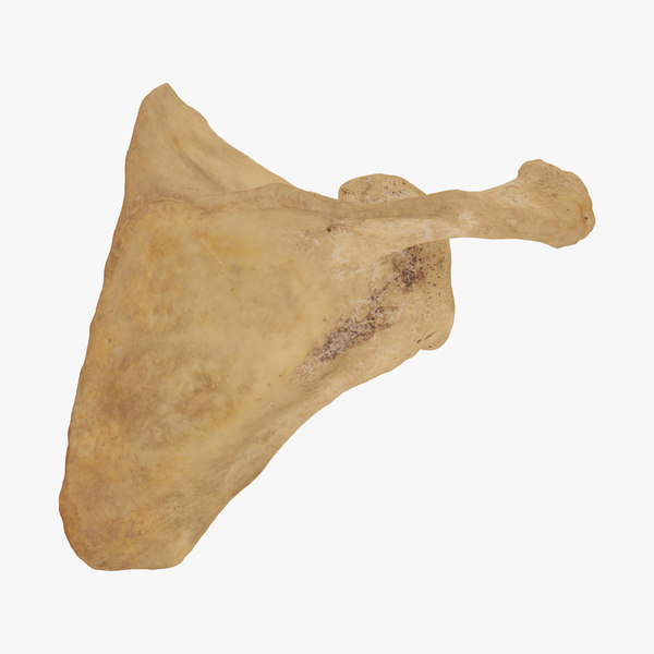 Osso da Escápula Humana Real 01 SCAN RAW Modelo 3D - TurboSquid 1550985