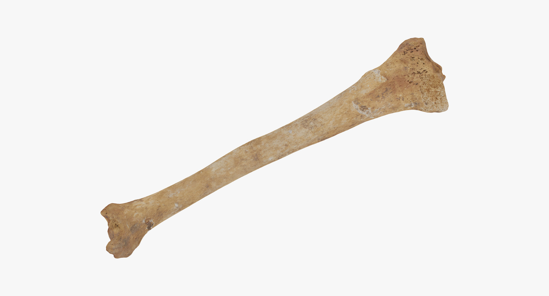 3D human tibia bone 01 - TurboSquid 1550988