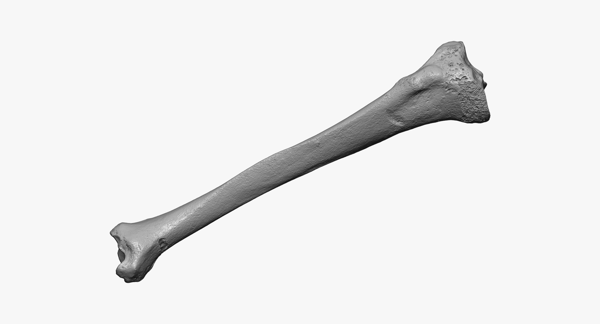 modelo 3d Real Human Tibia Bone 01 RAW SCAN - TurboSquid 1550988