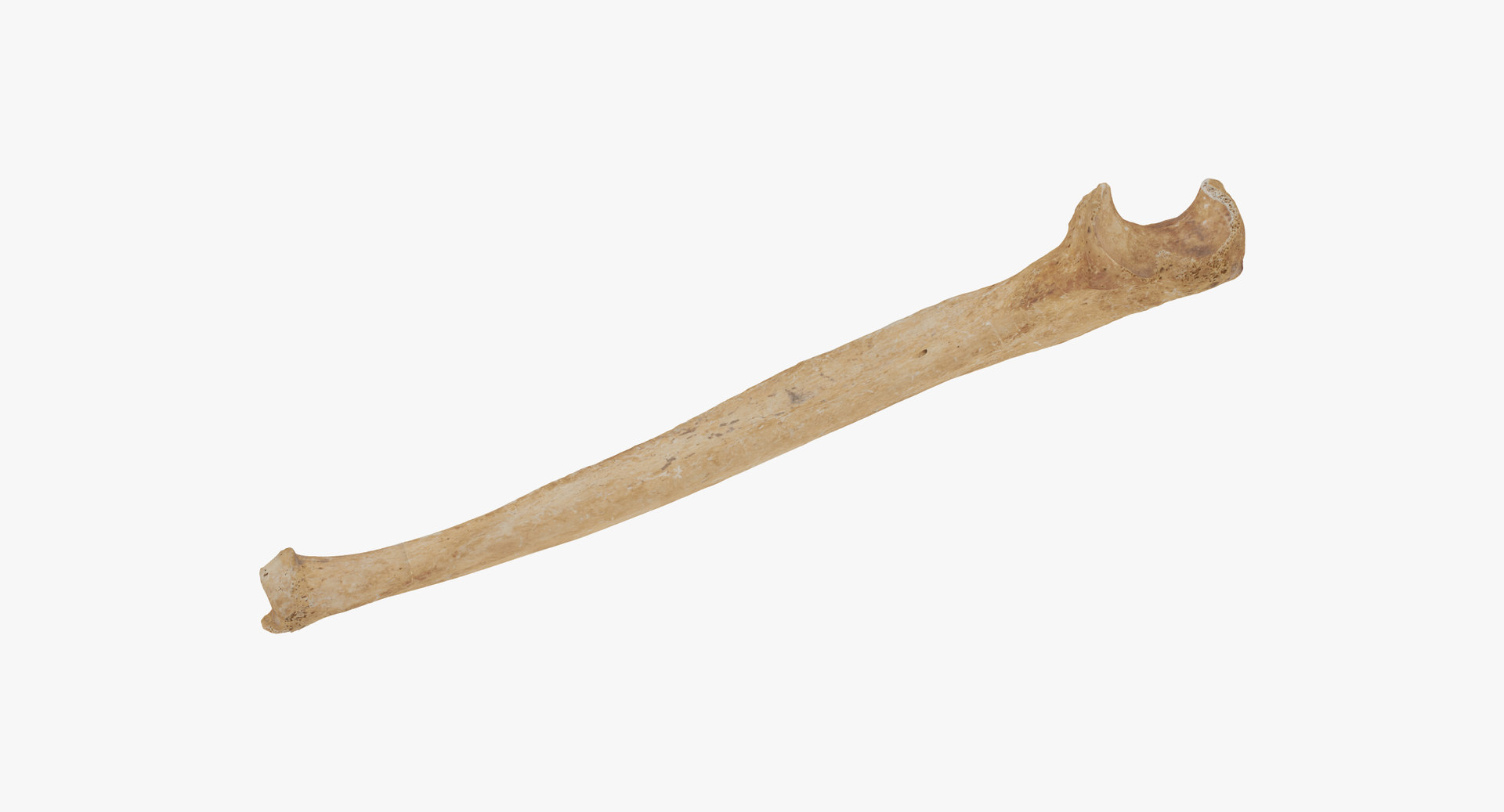 Human ulna bone 01 3D model - TurboSquid 1550990