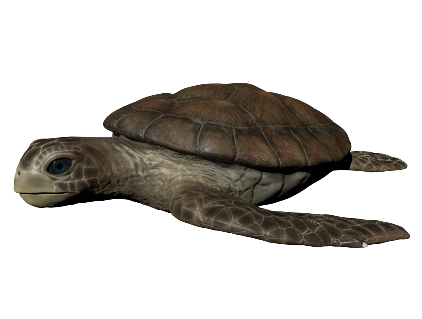 Turtle animal reptile 3D model - TurboSquid 1551178