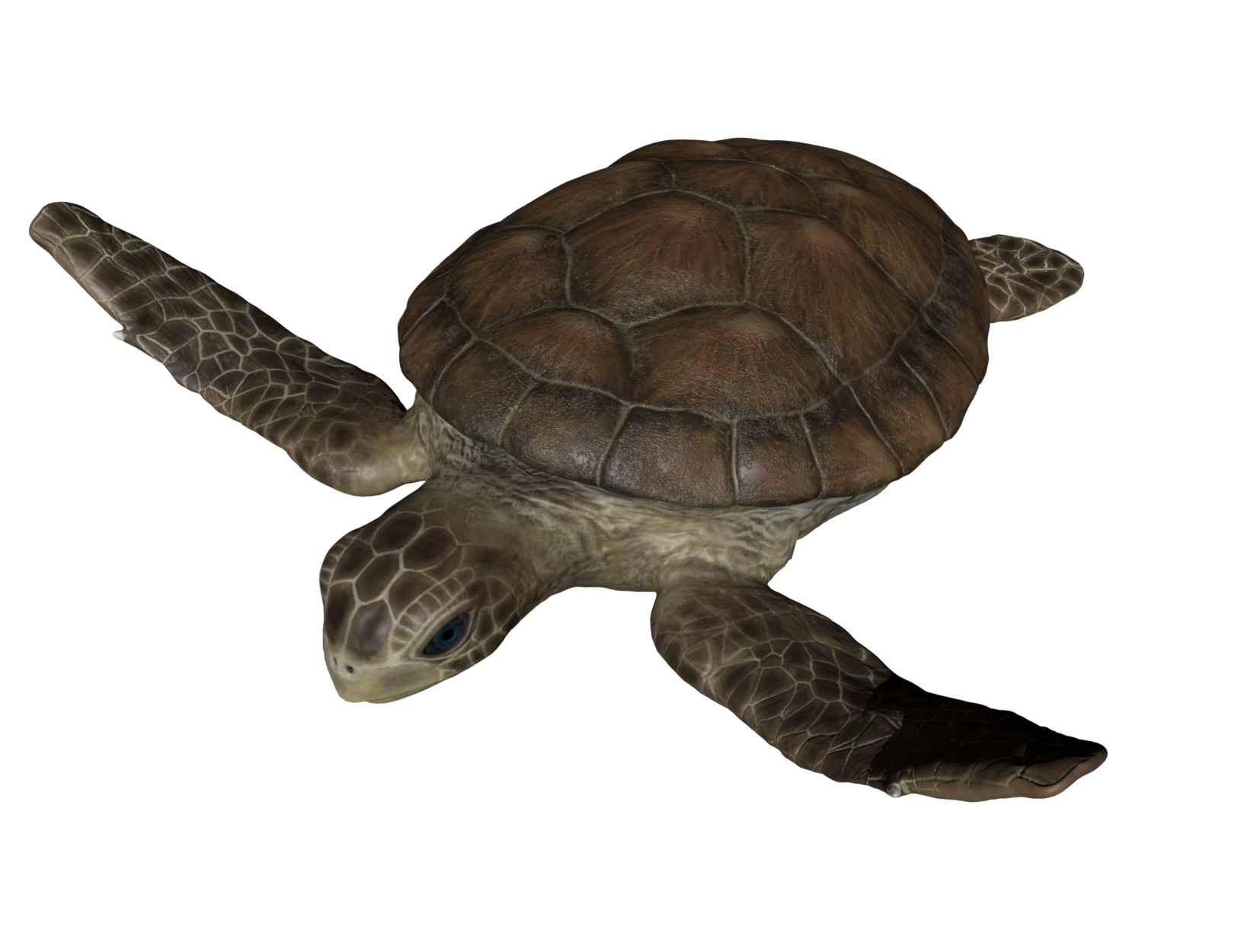 Turtle animal reptile 3D model - TurboSquid 1551178