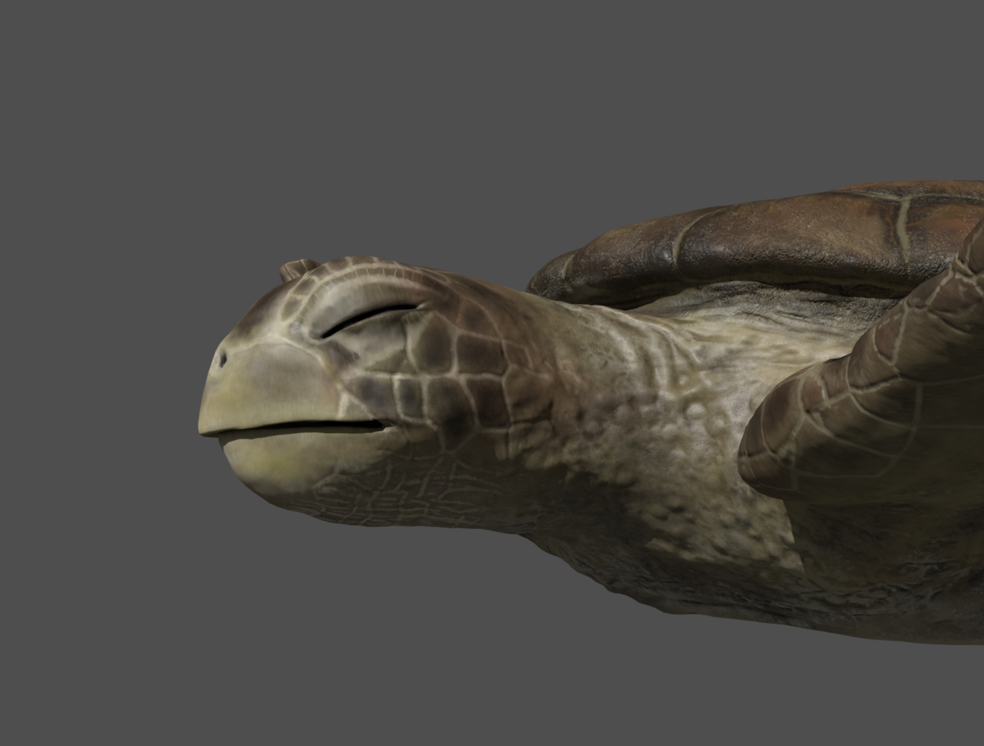 Turtle animal reptile 3D model - TurboSquid 1551178