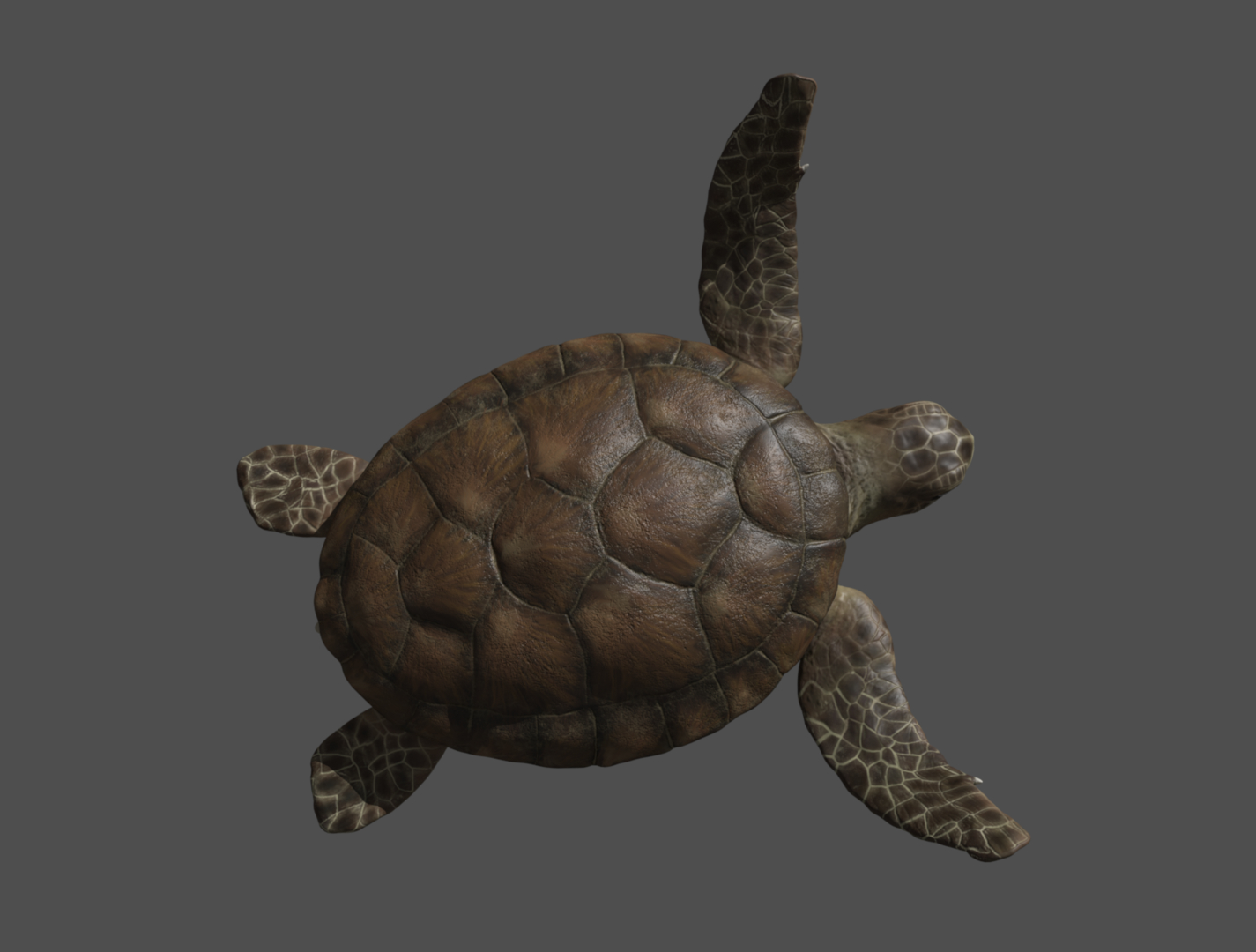 modelo 3d TORTUGA - TurboSquid 1551178