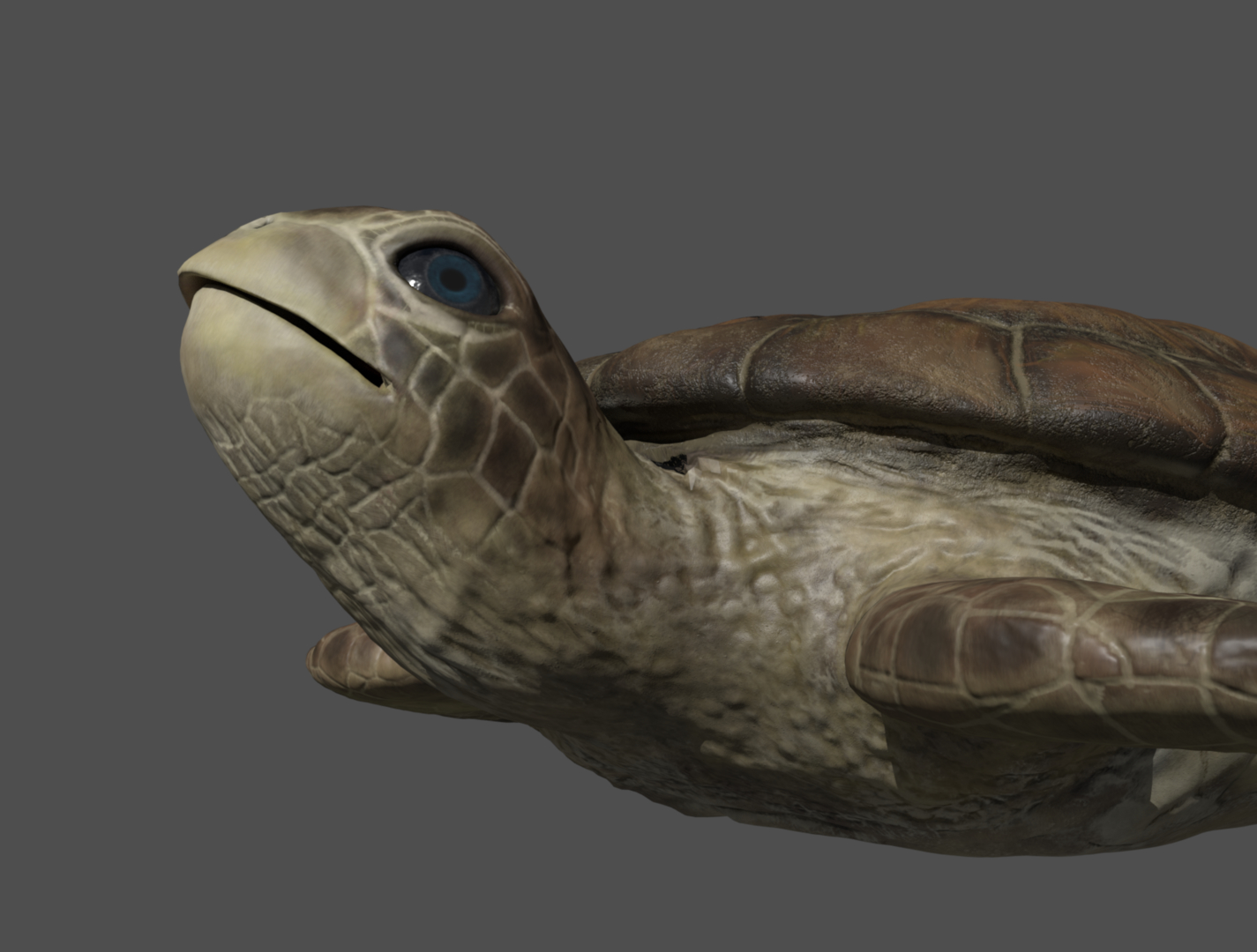Turtle animal reptile 3D model - TurboSquid 1551178
