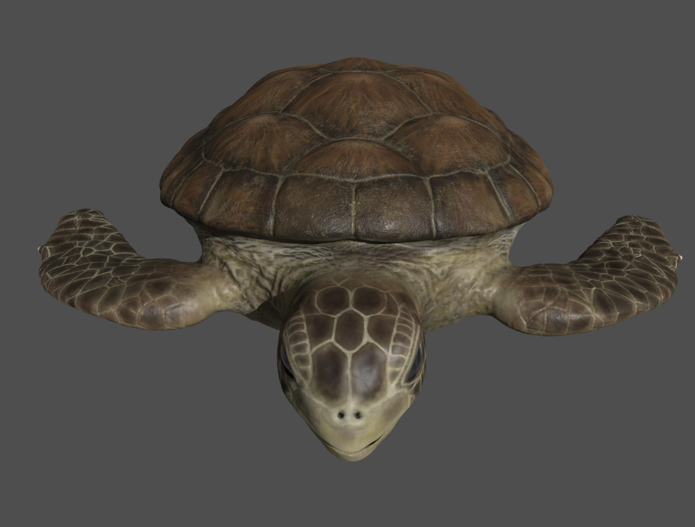 Turtle animal reptile 3D model - TurboSquid 1551178