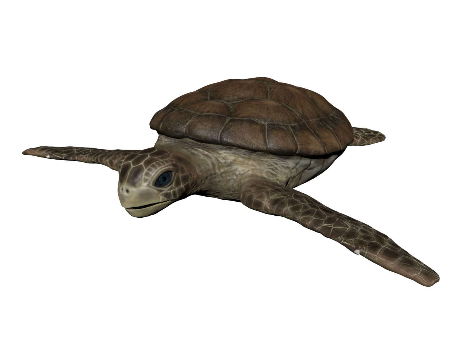 Turtle animal reptile 3D model - TurboSquid 1551178