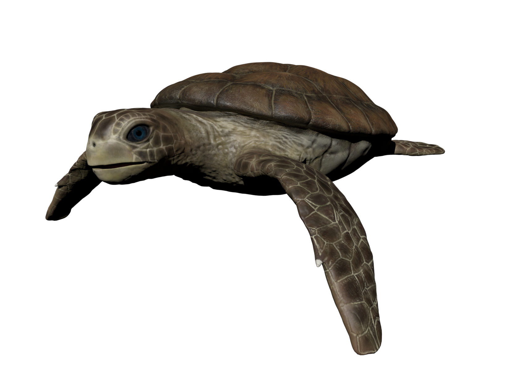 Turtle animal reptile 3D model - TurboSquid 1551178