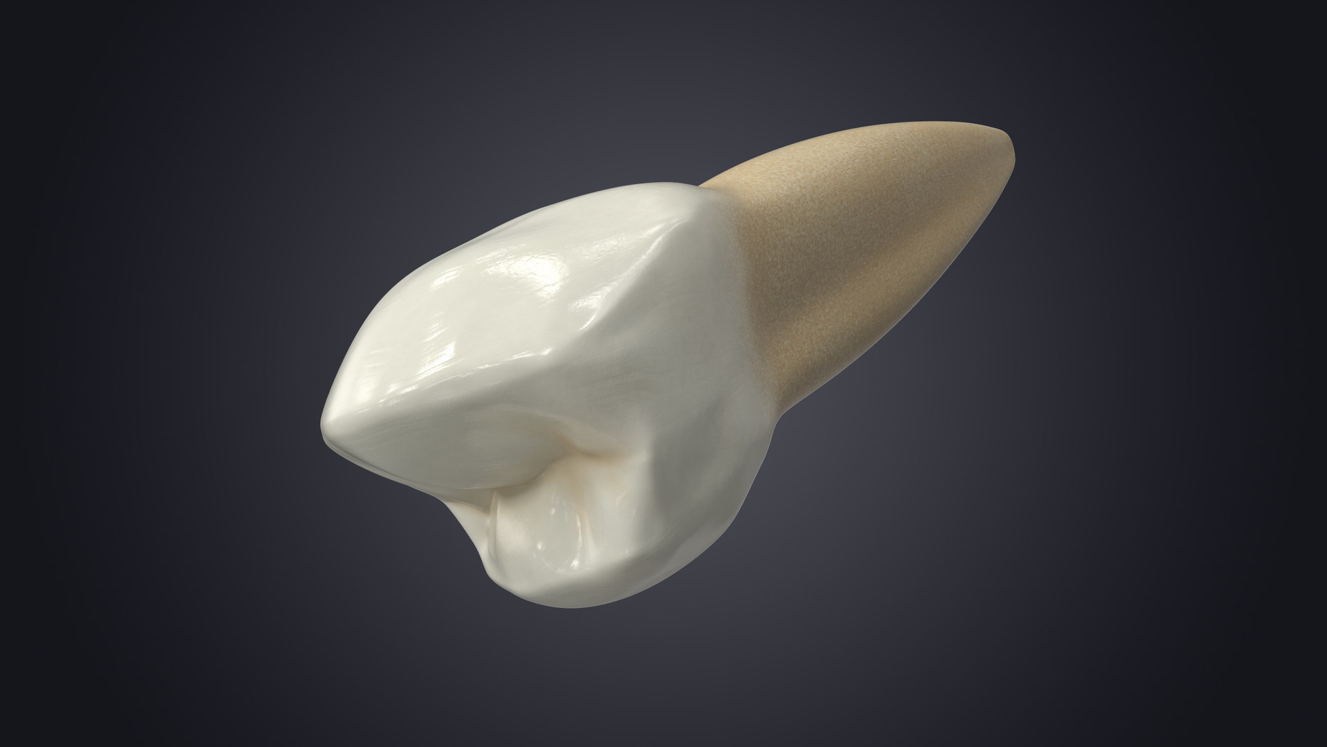 3D model human teeth lower premolar - TurboSquid 1552707