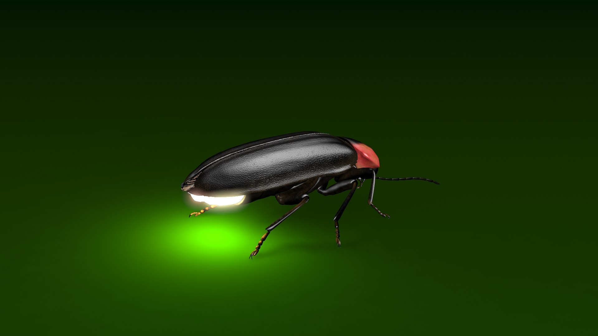 Firefly fly 3D model - TurboSquid 1552933