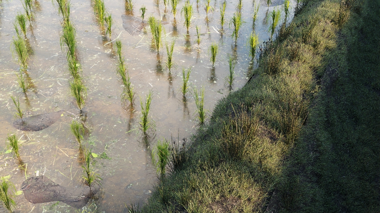 rice field Model 3D - TurboSquid 1553262