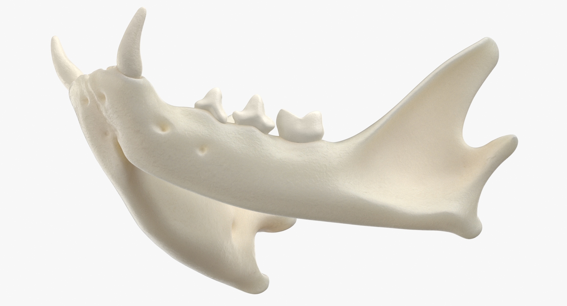 3D domestic cat jaw 01 model - TurboSquid 1546092