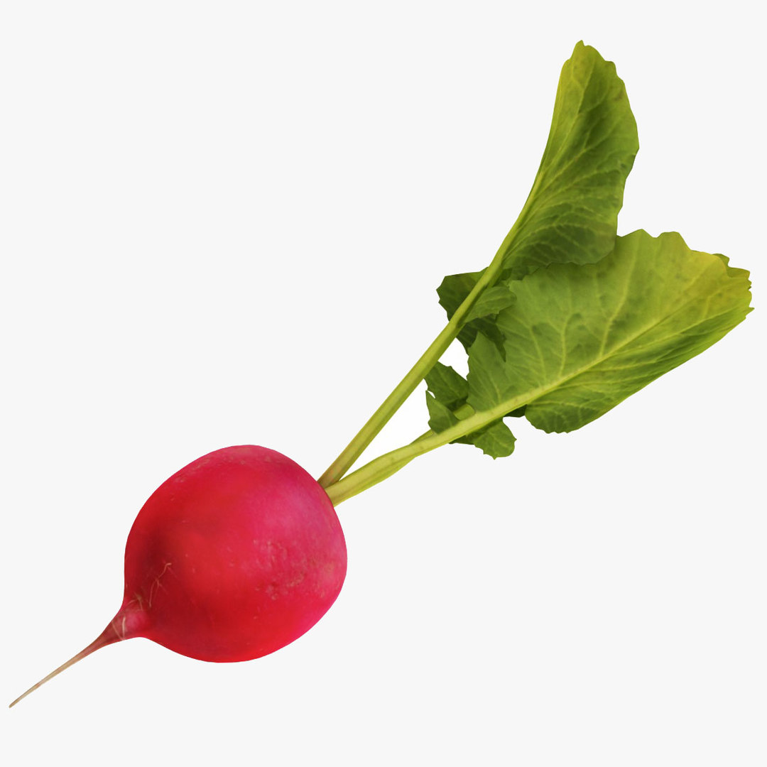 Radish realistic real 3D model - TurboSquid 1553684