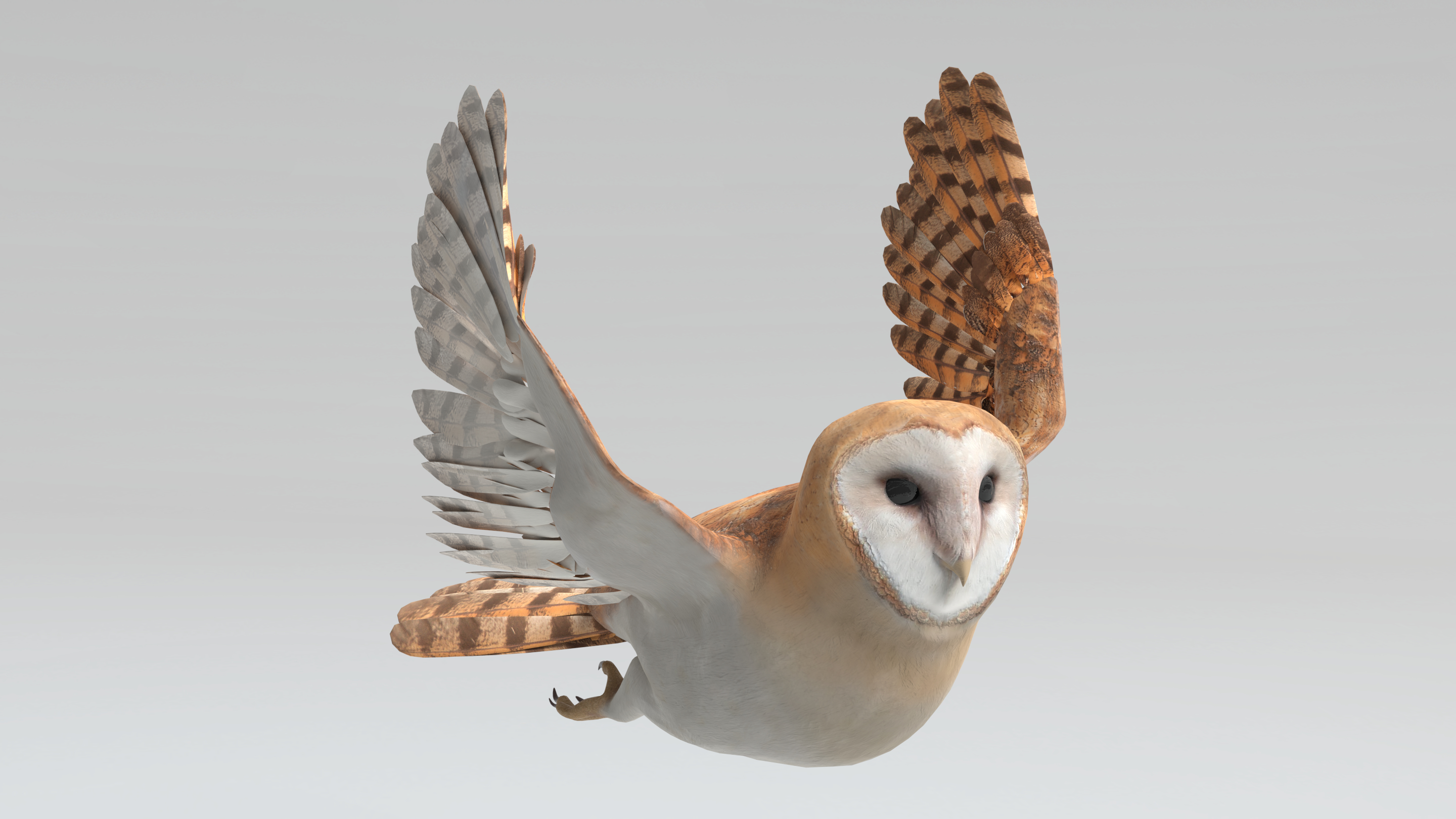 Barn Owl Animated 3D 모델 - TurboSquid 1554043