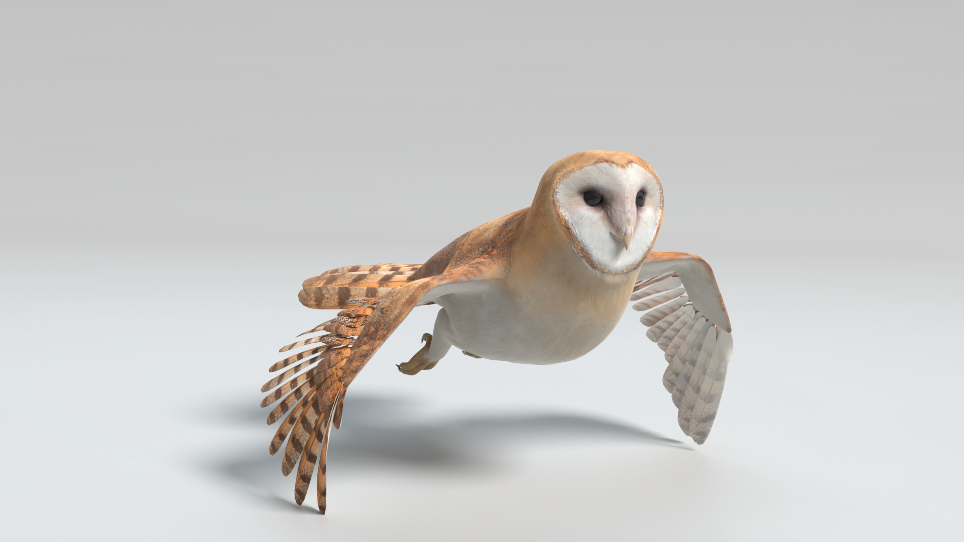 Barn owl animations 3D model - TurboSquid 1554043
