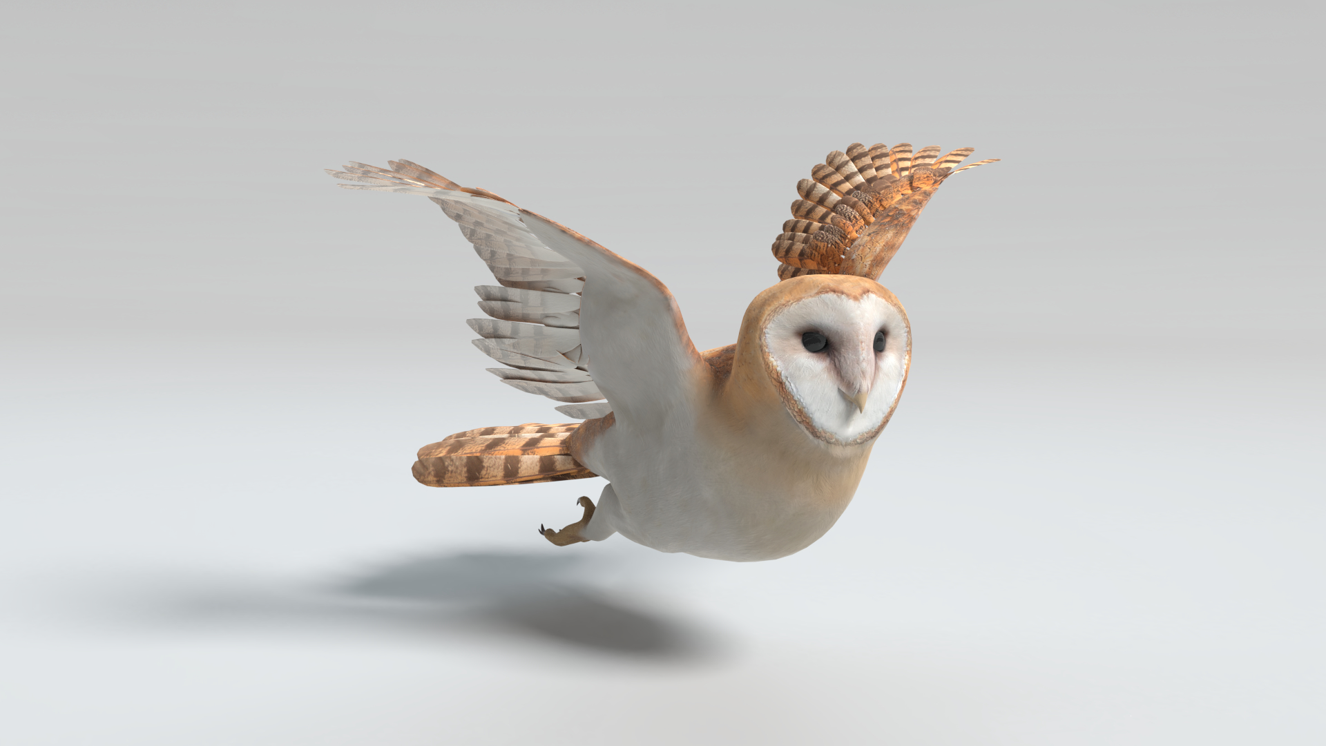 Barn owl animations 3D model - TurboSquid 1554043