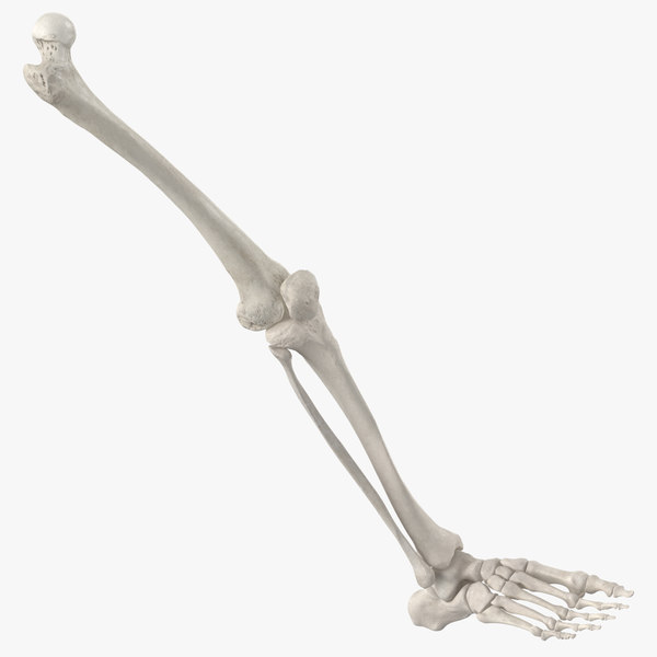 modelo 3d Real Human Leg Bones Anatomy 01 Blanco - TurboSquid 1555191