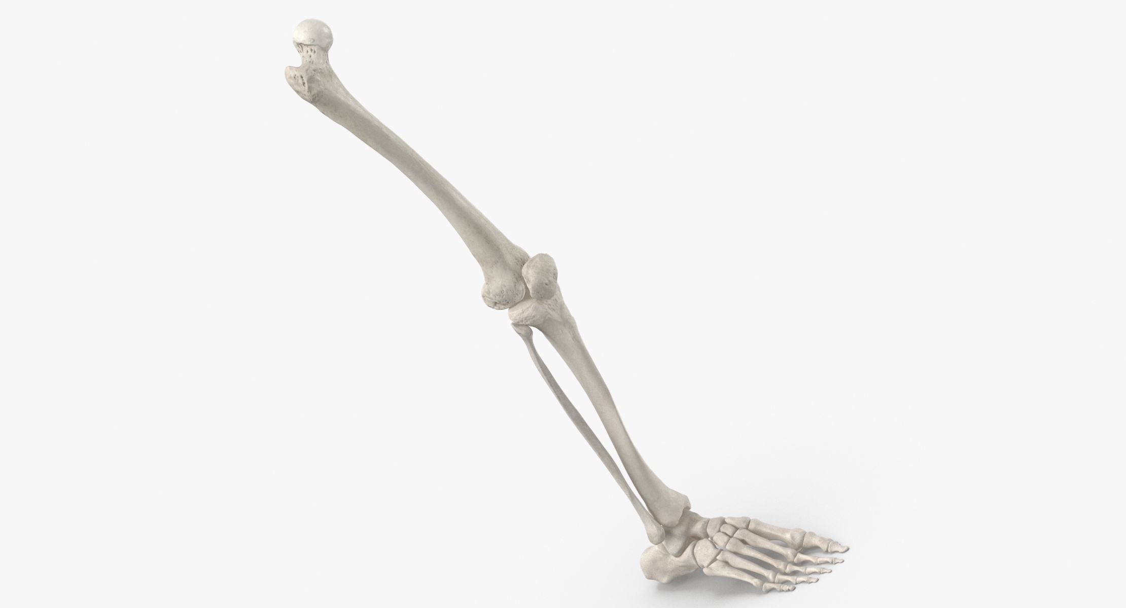 3D model human leg bones anatomy - TurboSquid 1555191