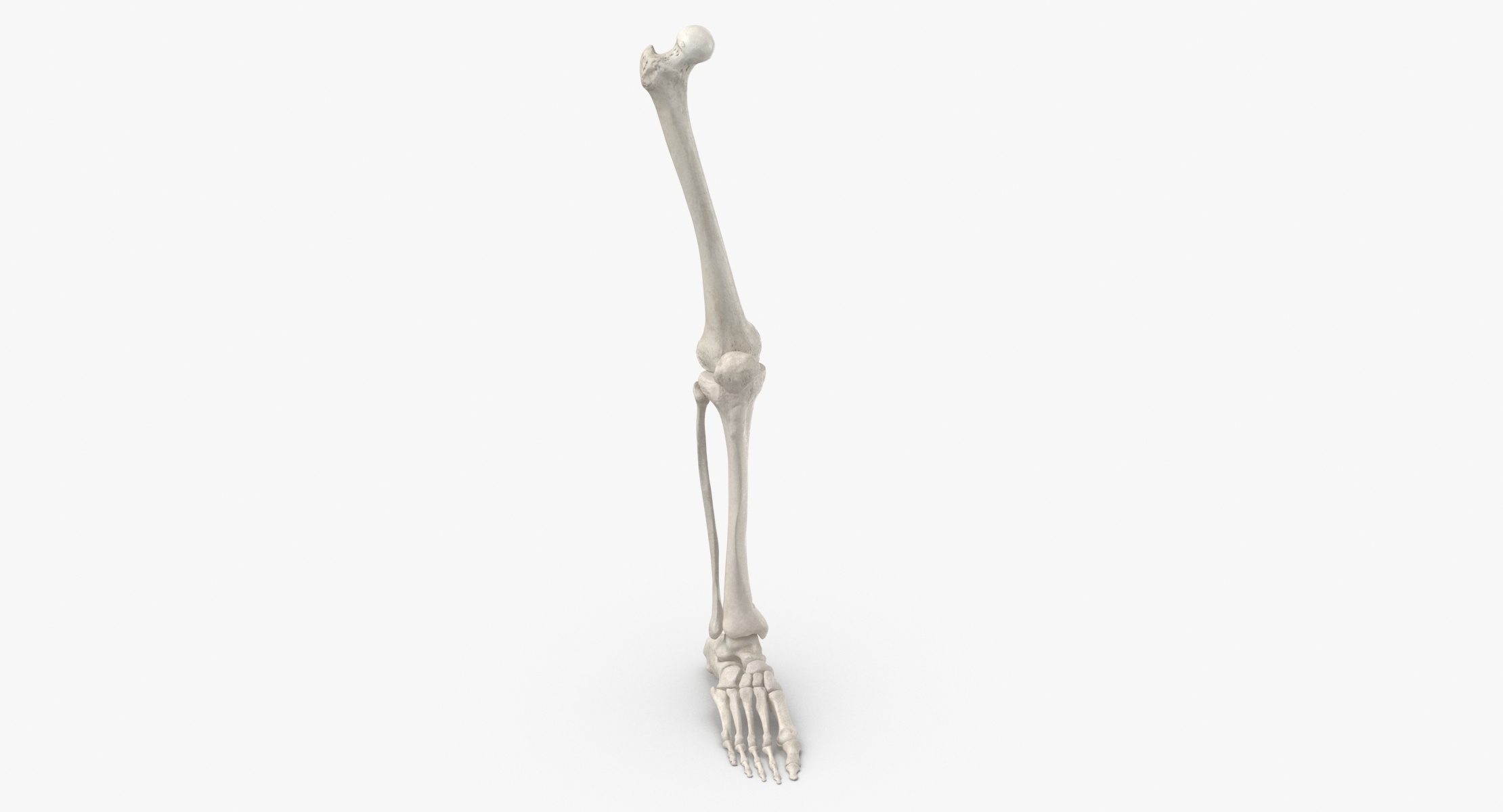 3D model human leg bones anatomy - TurboSquid 1555191