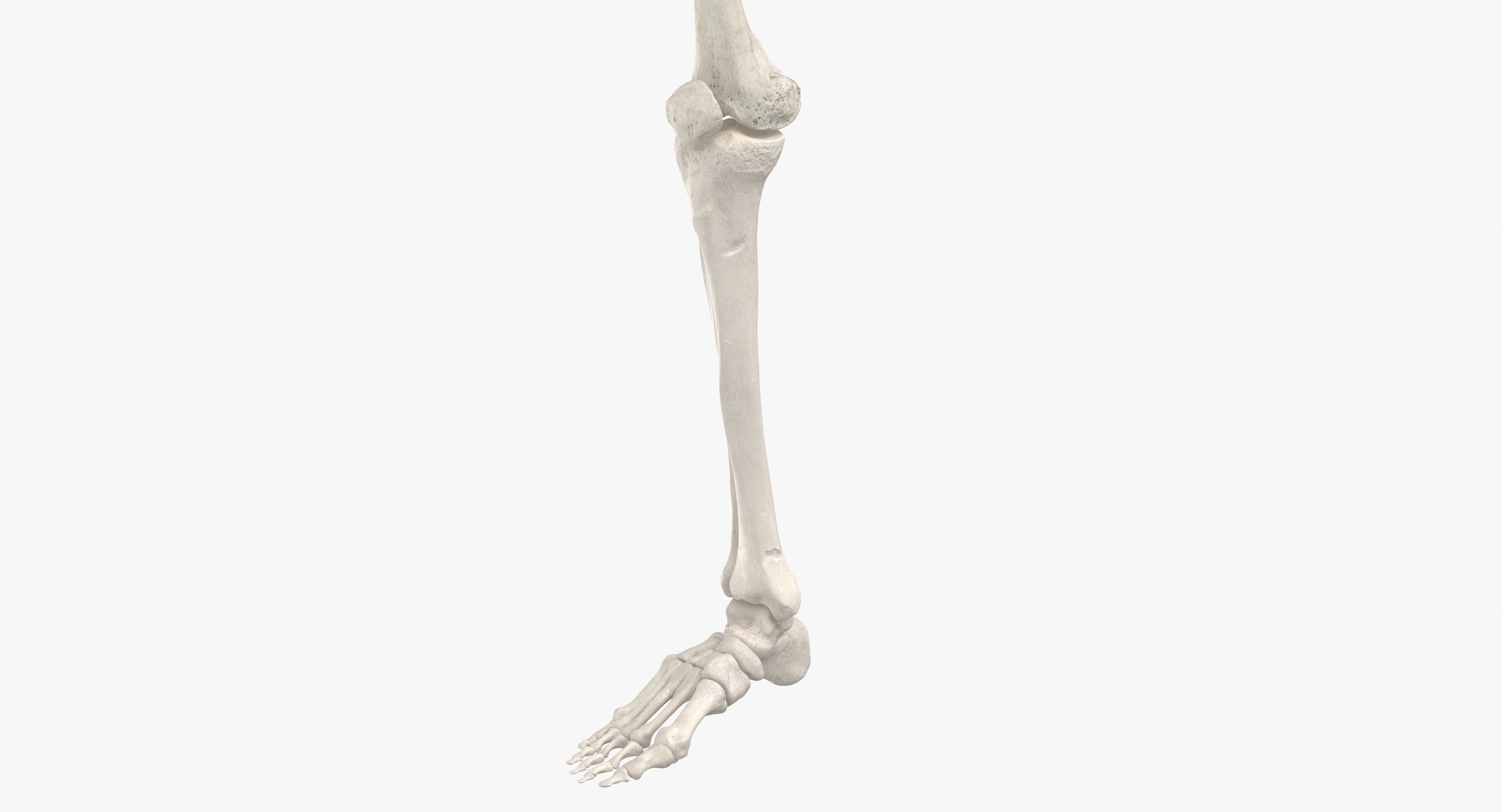3D model human leg bones anatomy - TurboSquid 1555191