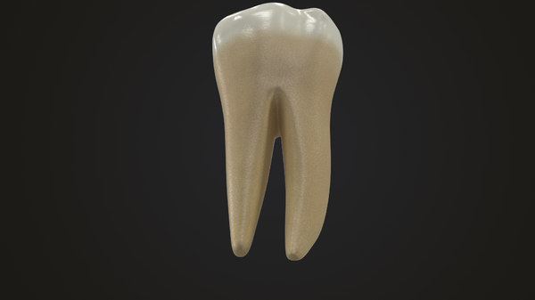 3D model human teeth lower molar - TurboSquid 1557212