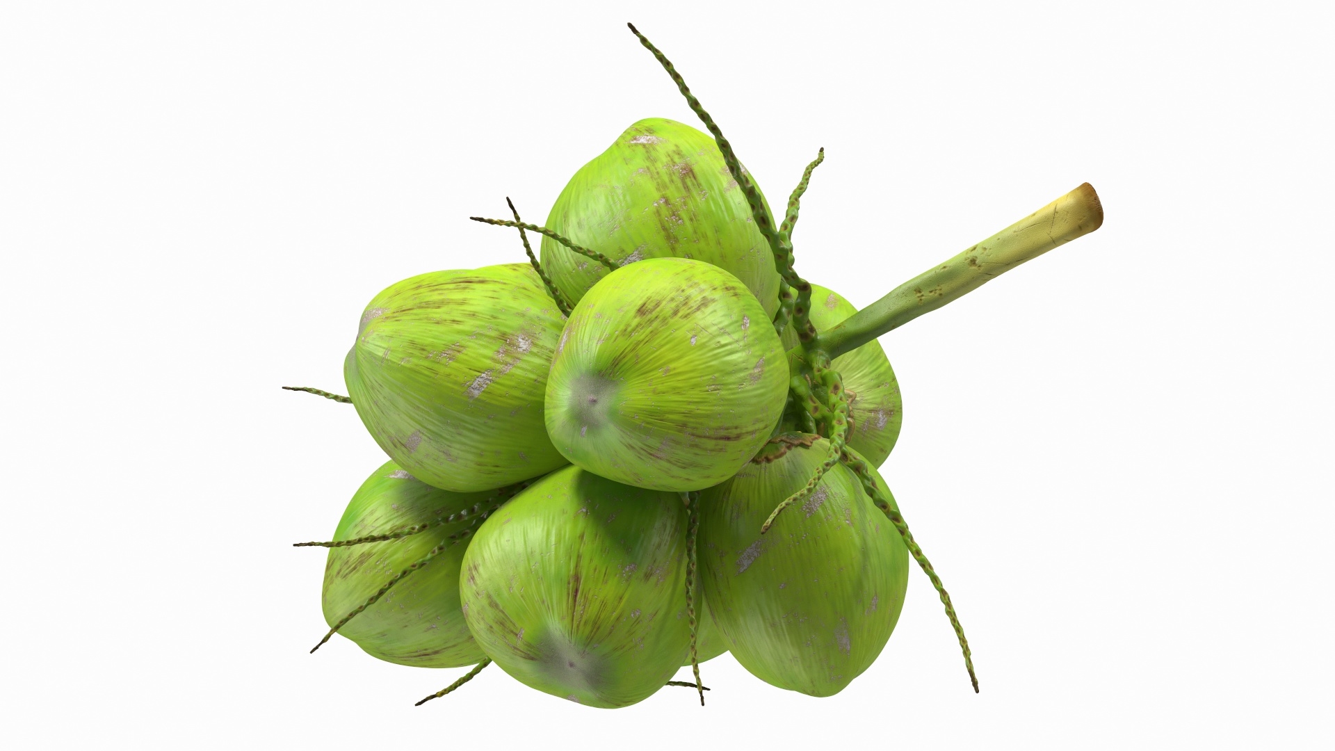 Cacho de coco verde Modelo 3D - TurboSquid 1557624